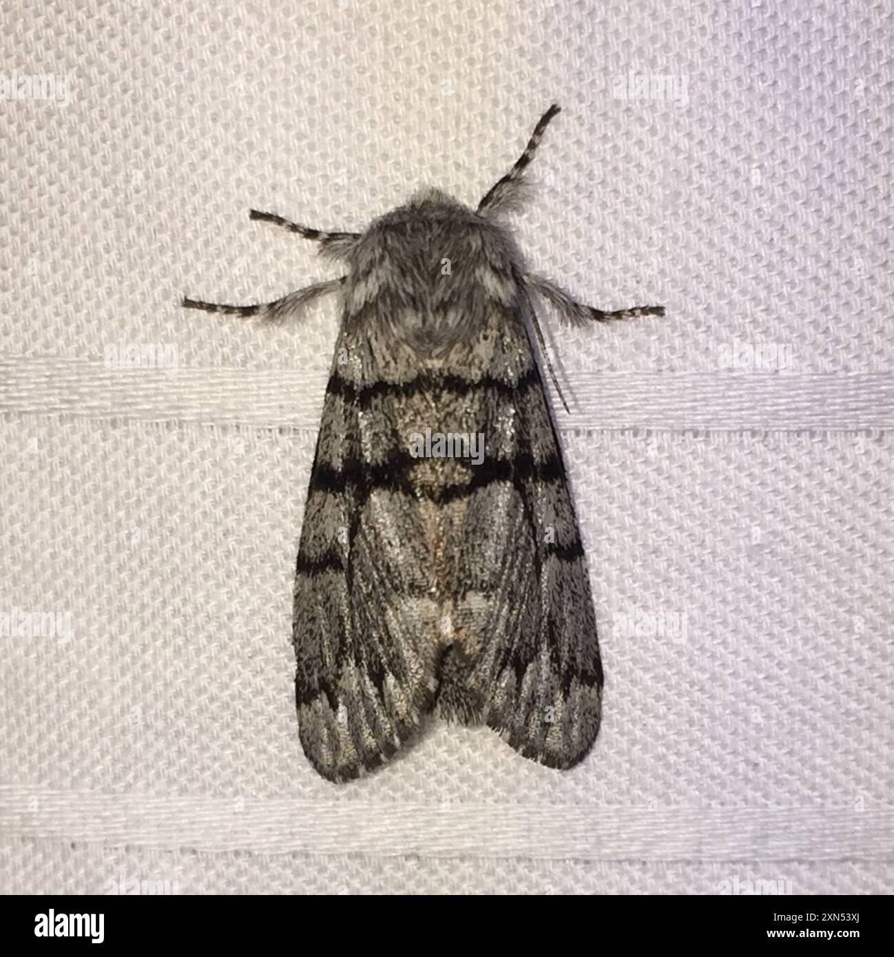 Eastern Panthea Moth (Panthea furcilla) Insecta Stock Photo - Alamy