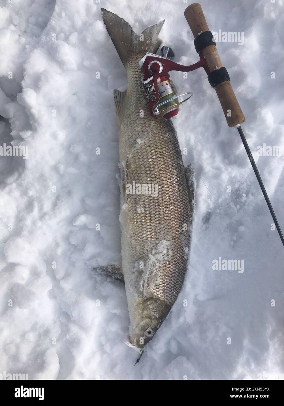 Lake Whitefish (Coregonus clupeaformis) Actinopterygii Stock Photo - Alamy