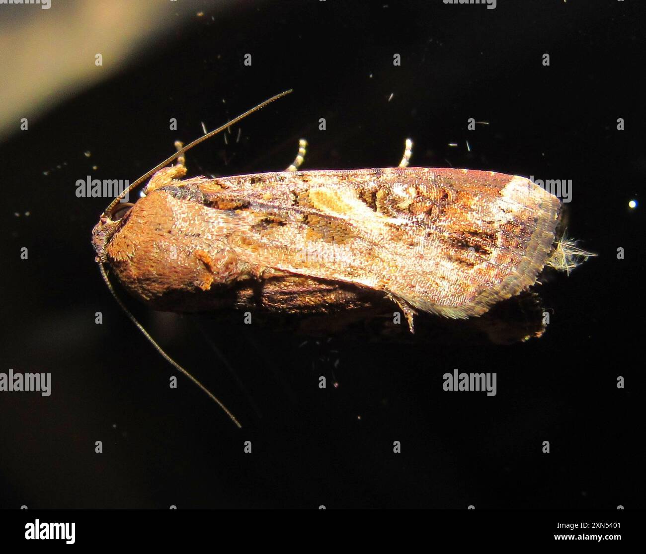 Velvet Armyworm Moth (Spodoptera latifascia) Insecta Stock Photo - Alamy