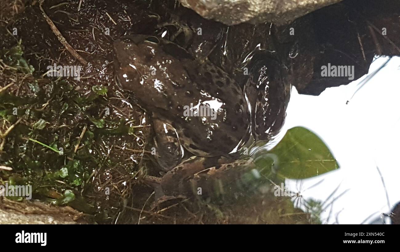 European Common Frog (Rana temporaria) Amphibia Stock Photo - Alamy