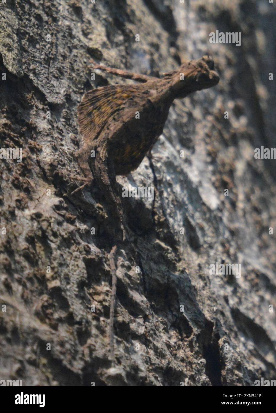 Orange-winged Flying Lizard (Draco maculatus) Reptilia Stock Photo - Alamy