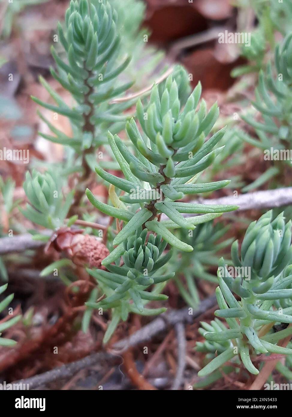Reflexed Stonecrop (Petrosedum rupestre) Plantae Stock Photo - Alamy