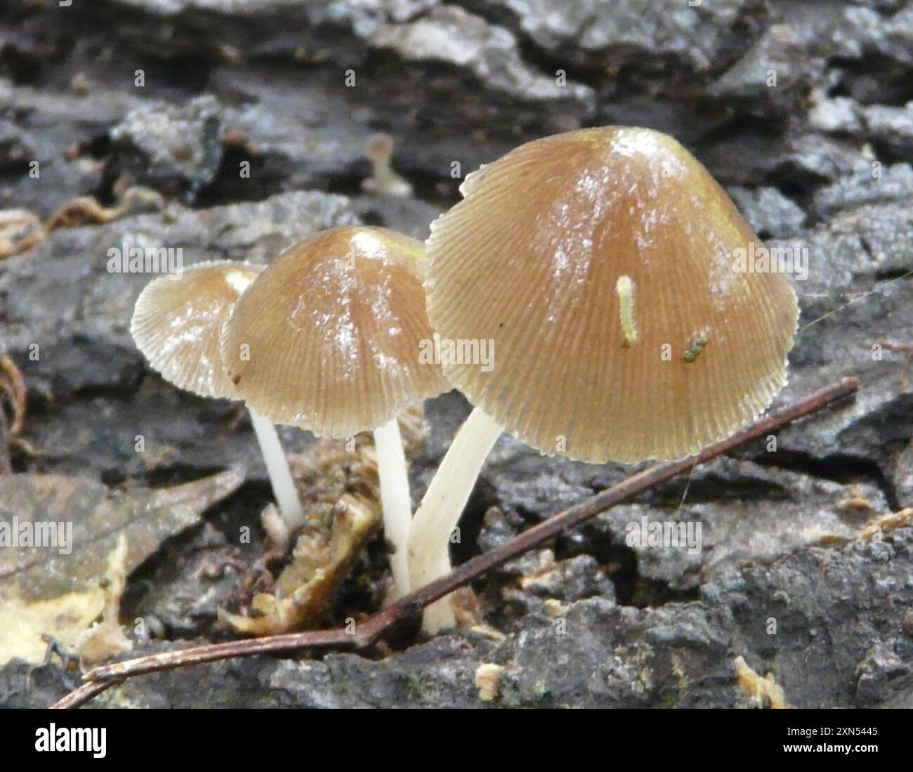 common bonnet (Mycena galericulata) Fungi Stock Photo - Alamy