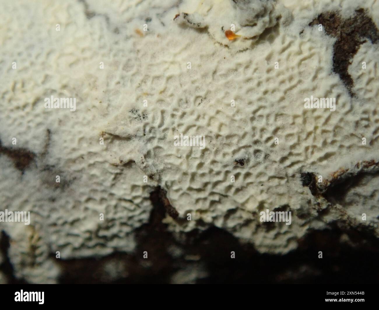 split porecrust (Xylodon paradoxus) Fungi Stock Photo - Alamy