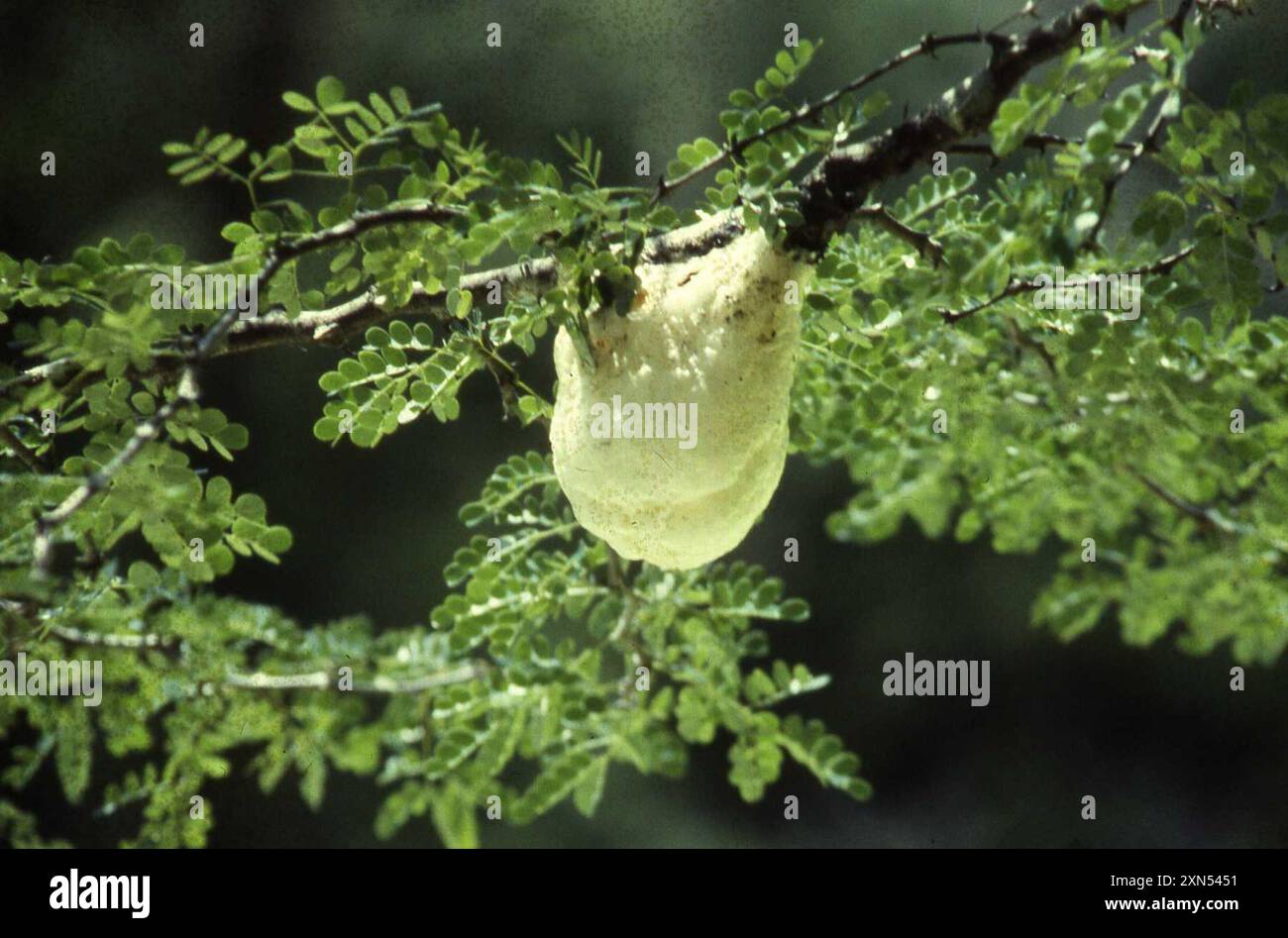 Grey Foam-nest Tree Frog (Chiromantis xerampelina) Amphibia Stock Photo ...