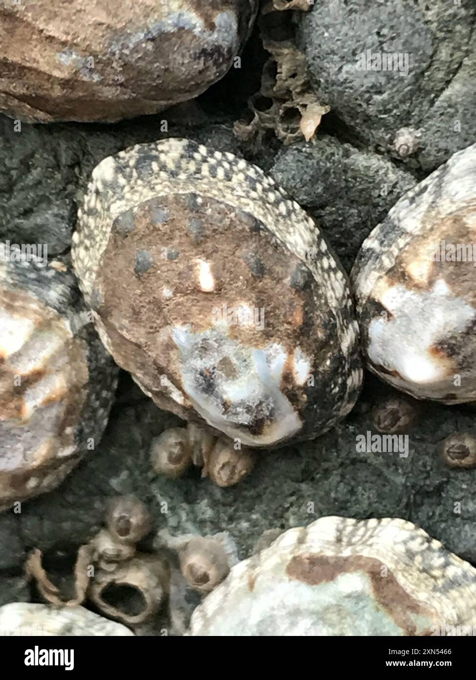 Owl Limpet (Lottia gigantea) Mollusca Stock Photo - Alamy