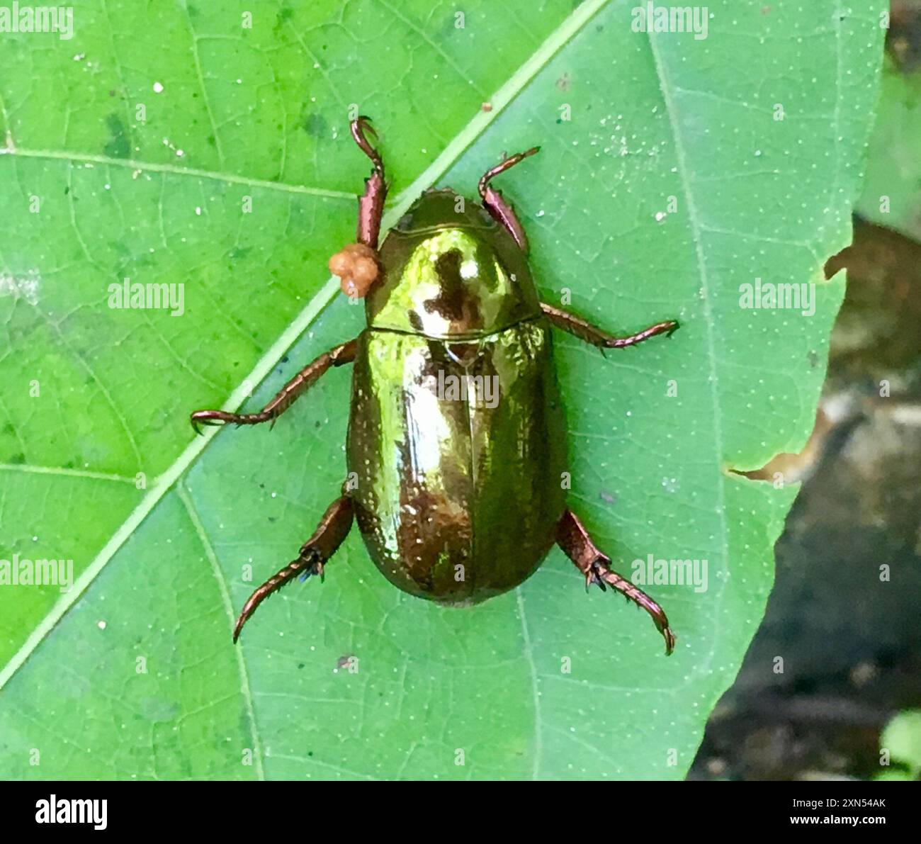 Pelidnota hi-res stock photography and images - Alamy