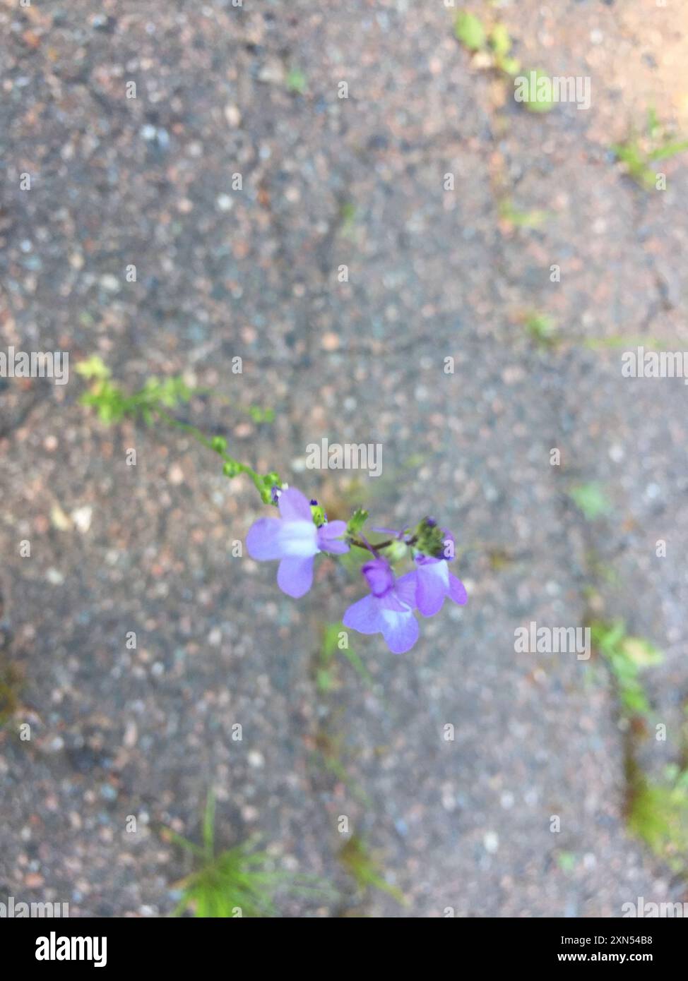 blue toadflax (Nuttallanthus canadensis) Plantae Stock Photo - Alamy