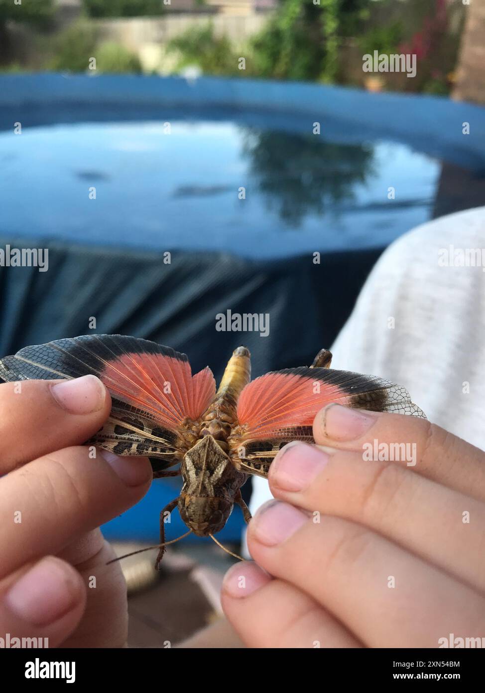 Wrinkled Grasshopper (Hippiscus ocelote) Insecta Stock Photo - Alamy