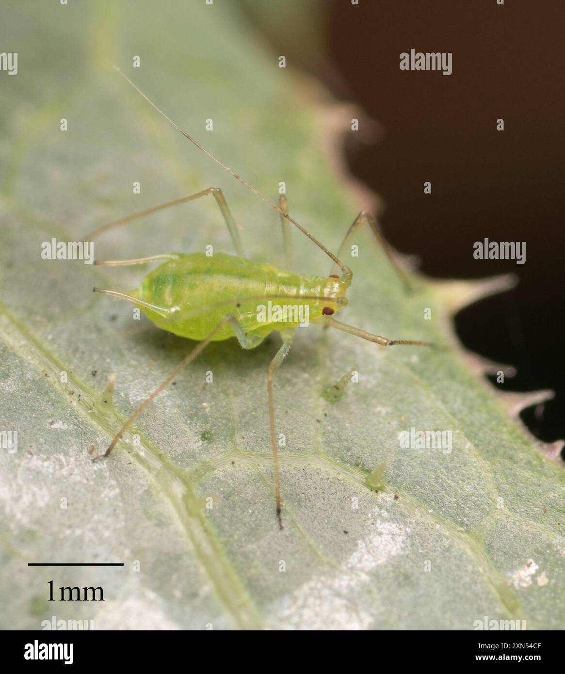 Potato aphid hi-res stock photography and images - Alamy