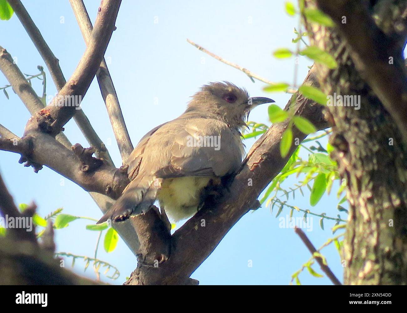 Coccycua hi-res stock photography and images - Alamy