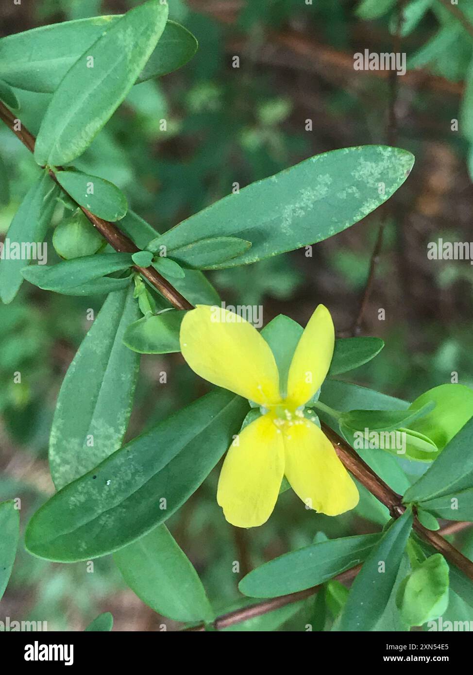 St. Andrew's cross (Hypericum hypericoides) Plantae Stock Photo - Alamy