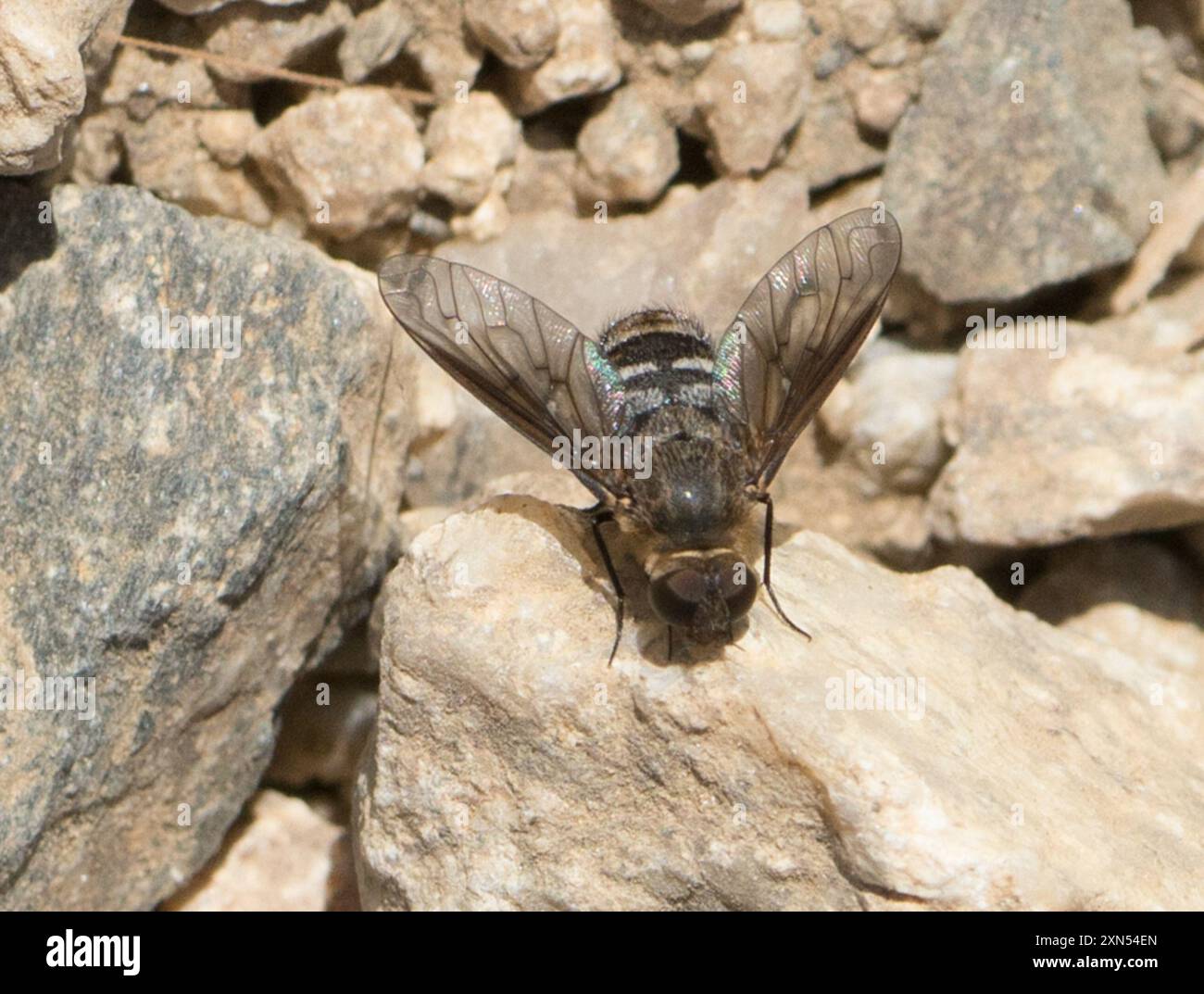 Vanus hi-res stock photography and images - Alamy