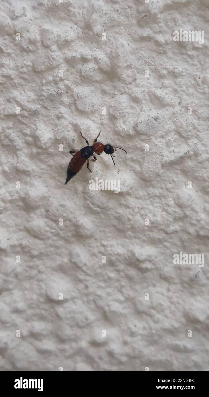 Whiplash Beetles (Paederus) Insecta Stock Photo - Alamy
