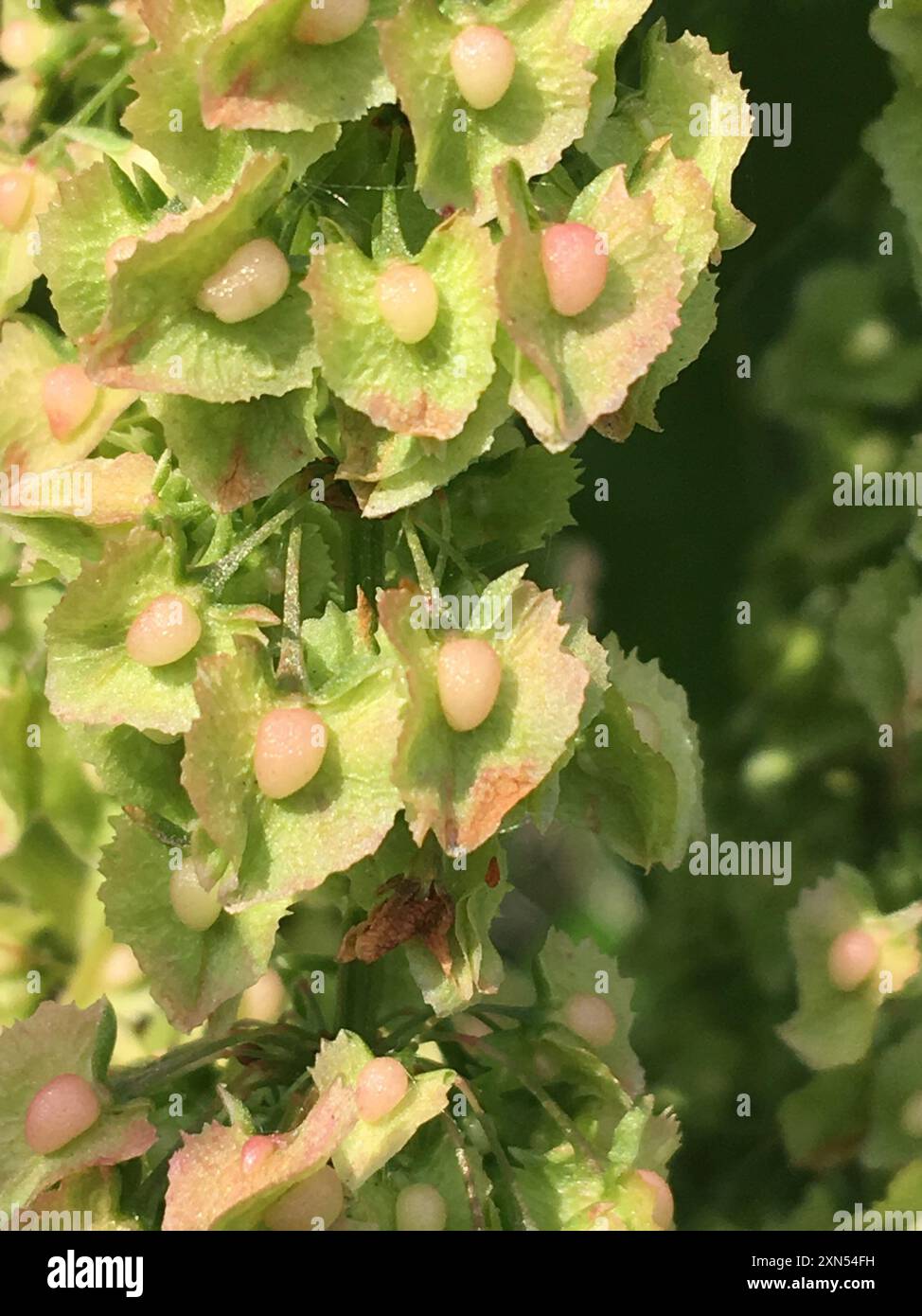 Greek Dock (Rumex cristatus) Plantae Stock Photo - Alamy