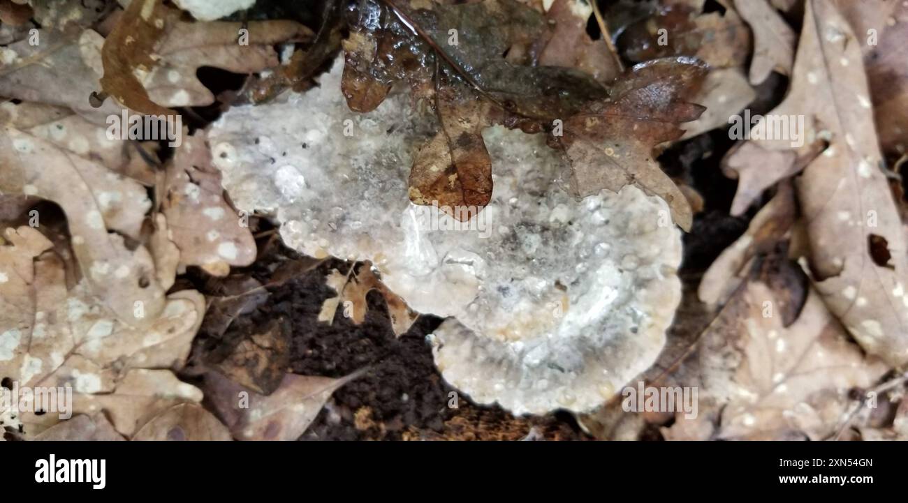 green cheese polypore (Fomitopsis spraguei) Fungi Stock Photo - Alamy