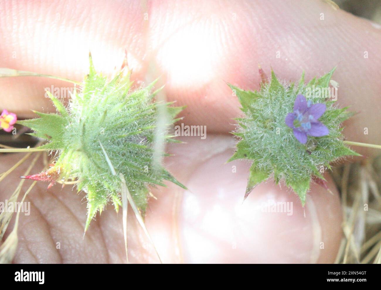 Calistoga Pincushionplant (Navarretia heterodoxa) Plantae Stock Photo ...