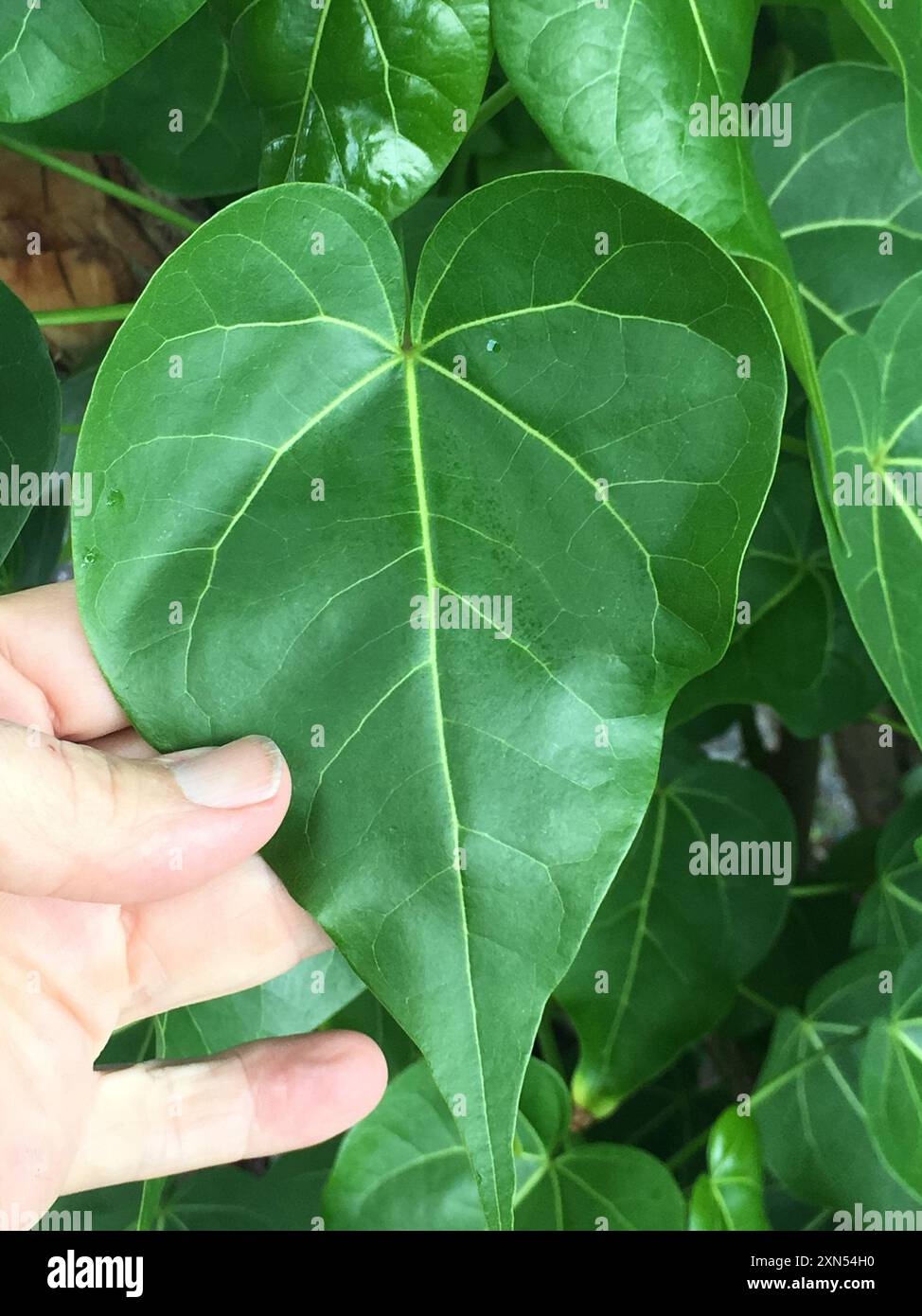 Portia tree (Thespesia populnea) Plantae Stock Photo - Alamy