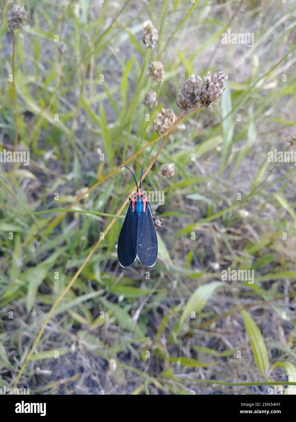 White-margined Ctenucha Moth (Ctenucha multifaria) Insecta Stock Photo ...