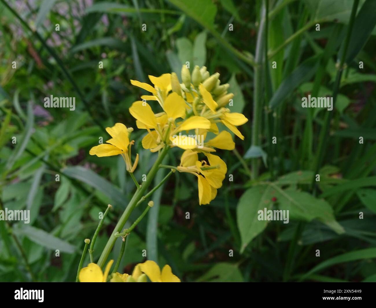 charlock (Rhamphospermum arvense) Plantae Stock Photo - Alamy