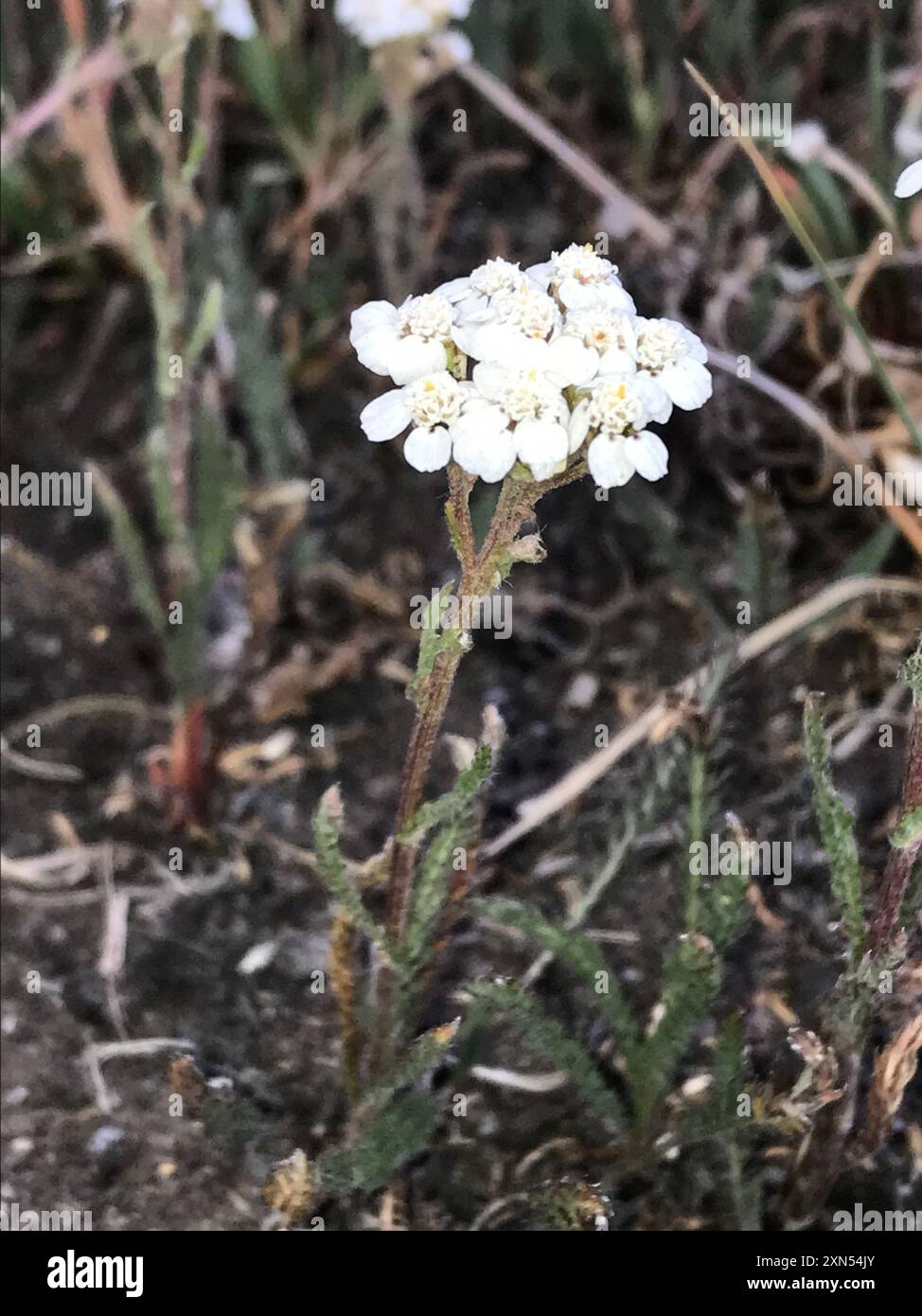 common yarrow (Achillea millefolium) Plantae Stock Photo - Alamy