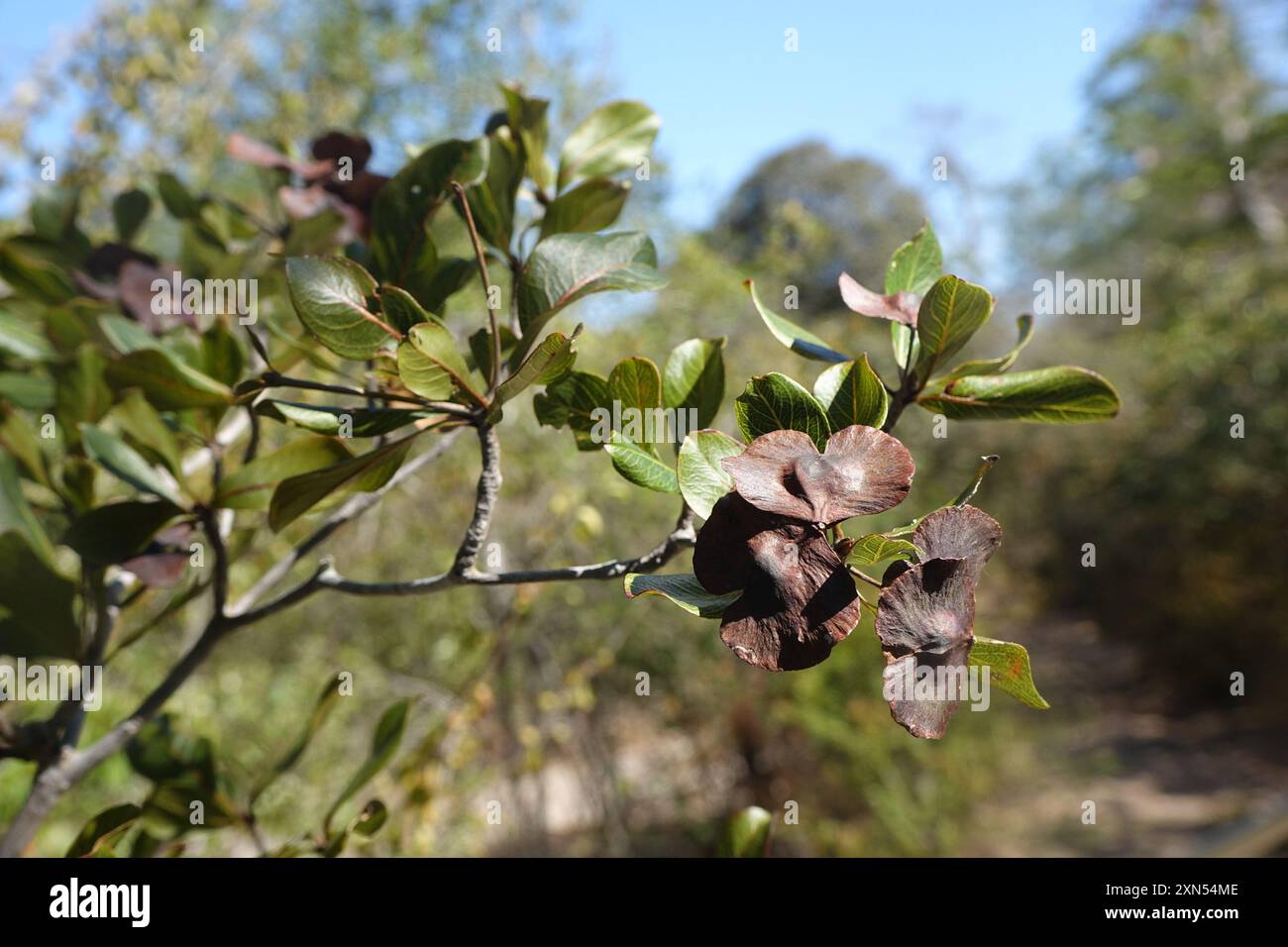 (Terminalia tropophylla) Plantae Stock Photo - Alamy