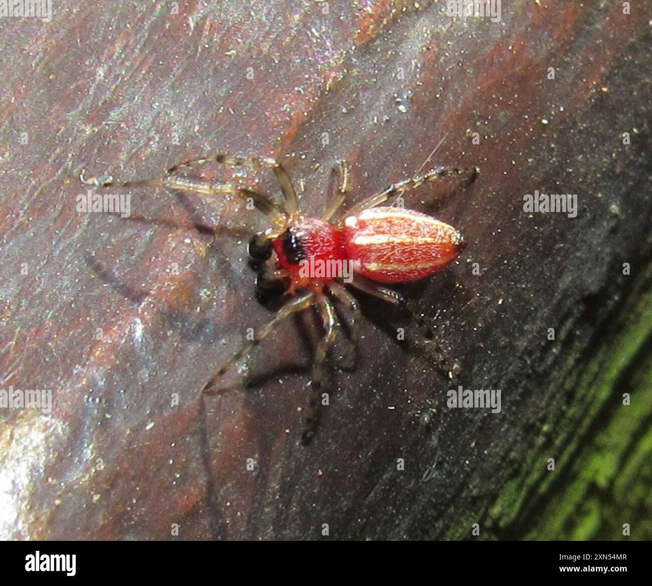(Alpaida leucogramma) Arachnida Stock Photo - Alamy