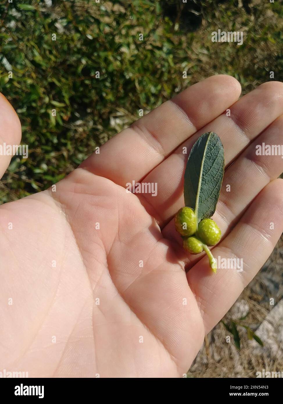 Willow Apple Gall Sawfly (Euura californica) Insecta Stock Photo - Alamy