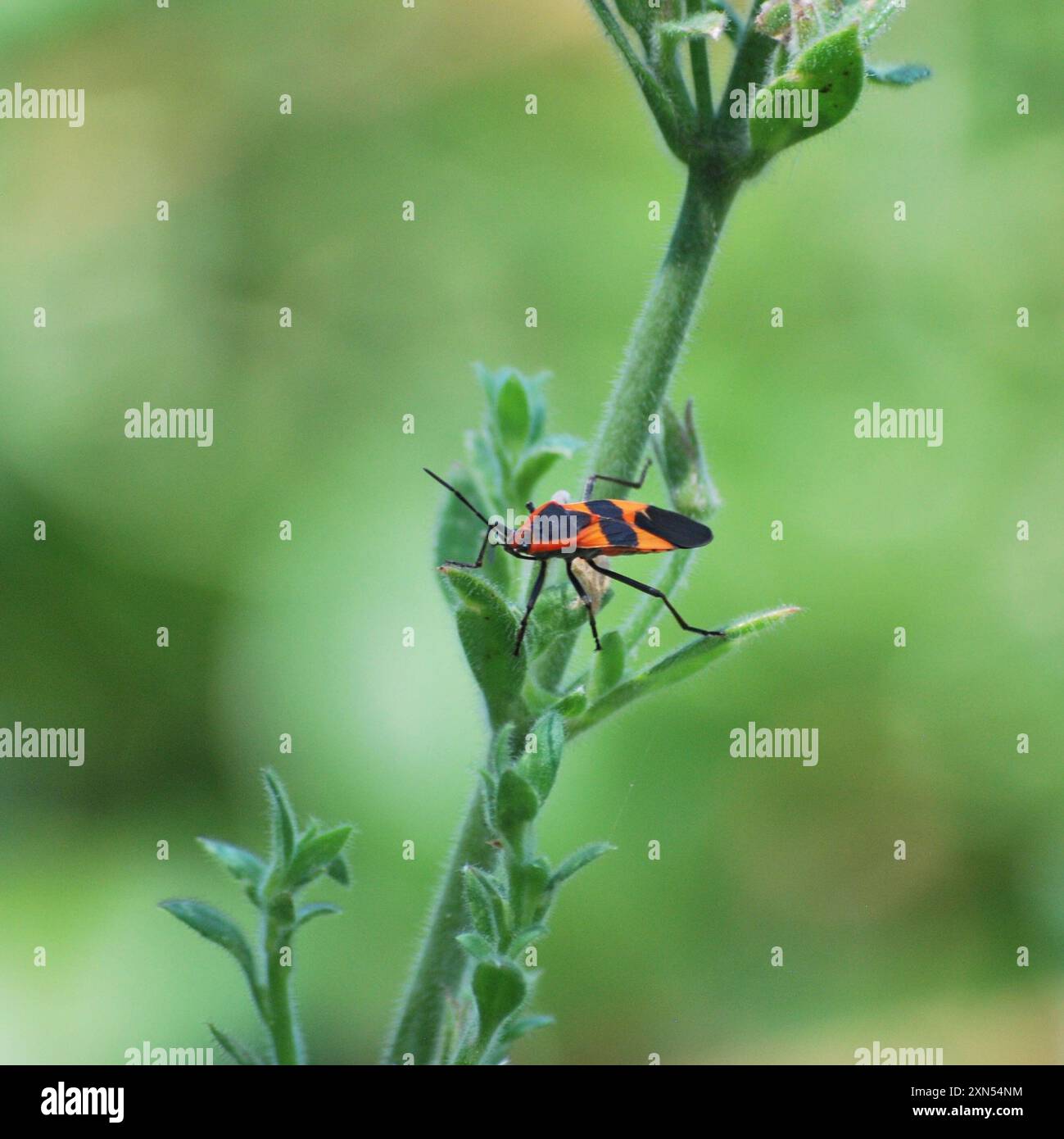 Large Milkweed Bug (Oncopeltus fasciatus) Insecta Stock Photo - Alamy
