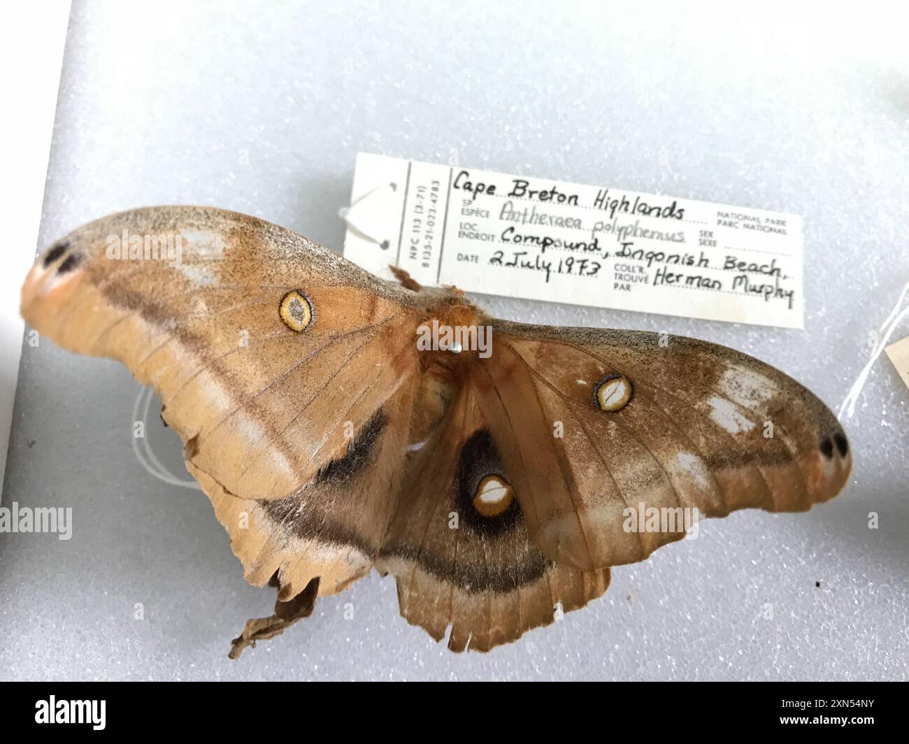 Polyphemus Moth (Antheraea polyphemus) Insecta Stock Photo - Alamy