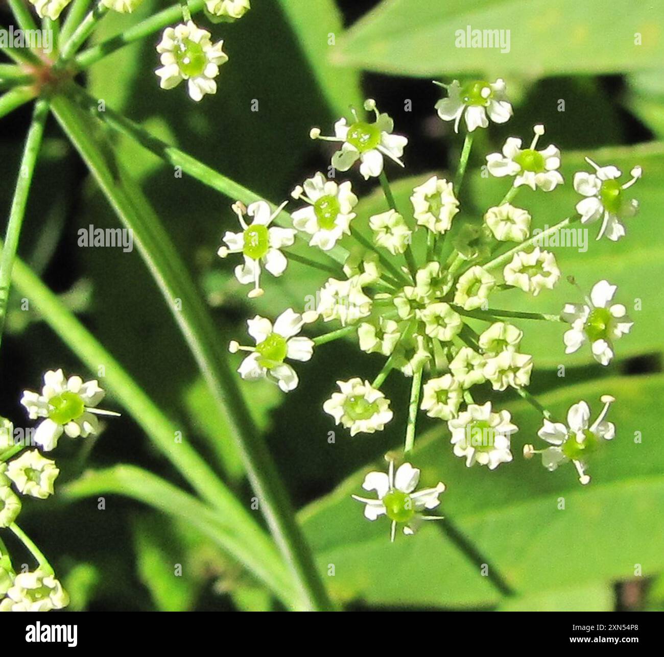 Oxypolis rigidior hi-res stock photography and images - Alamy