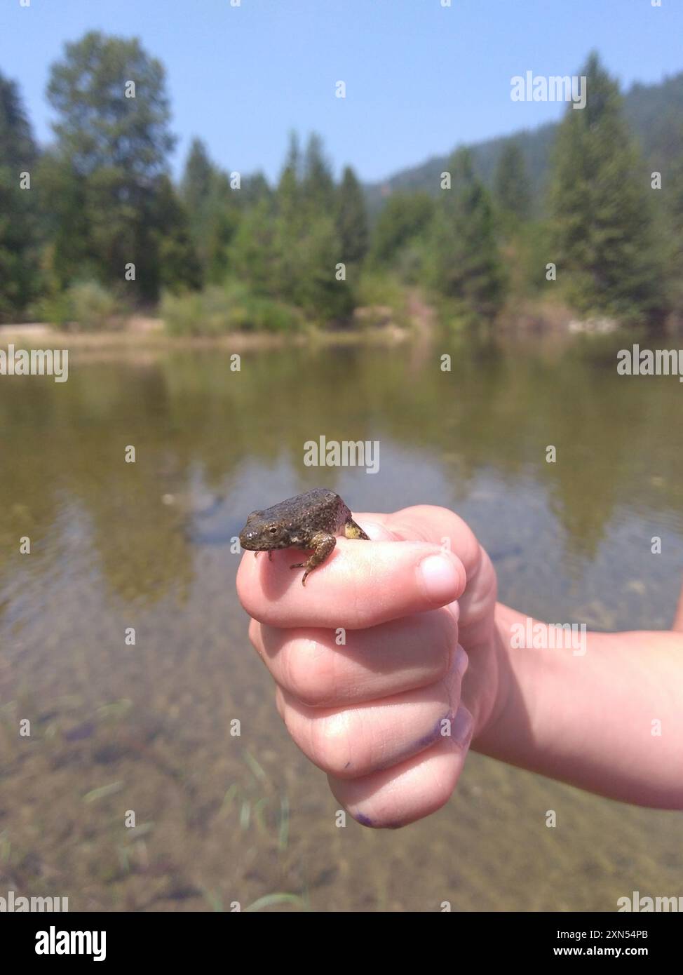 Foothill Yellow-legged Frog (Rana boylii) Amphibia Stock Photo - Alamy
