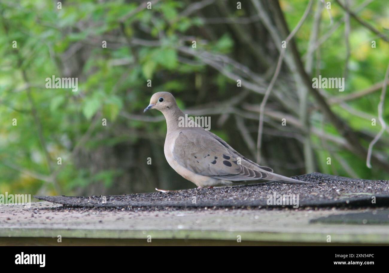 Mourning Dove (Zenaida macroura) Aves Stock Photo - Alamy