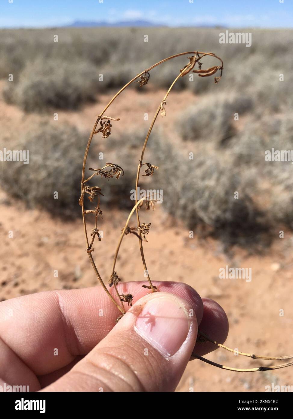 Thymeleaf Sandmat (Euphorbia serpillifolia) Plantae Stock Photo - Alamy