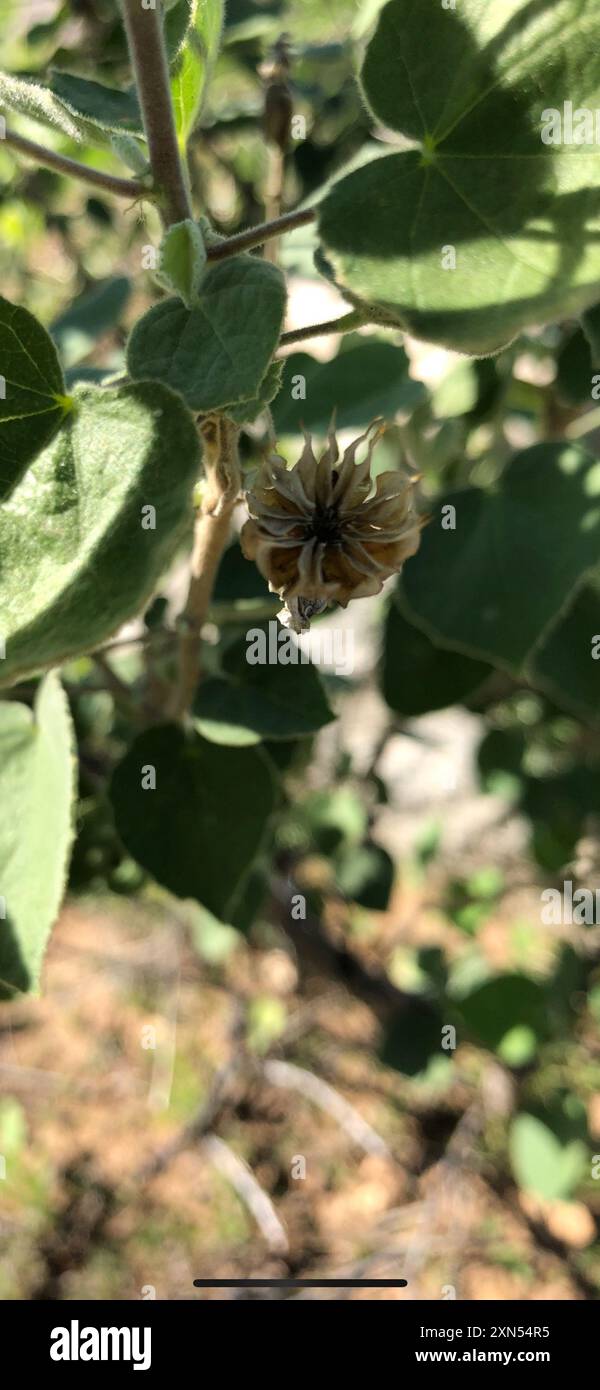 Palmer's Indian mallow (Abutilon palmeri) Plantae Stock Photo - Alamy