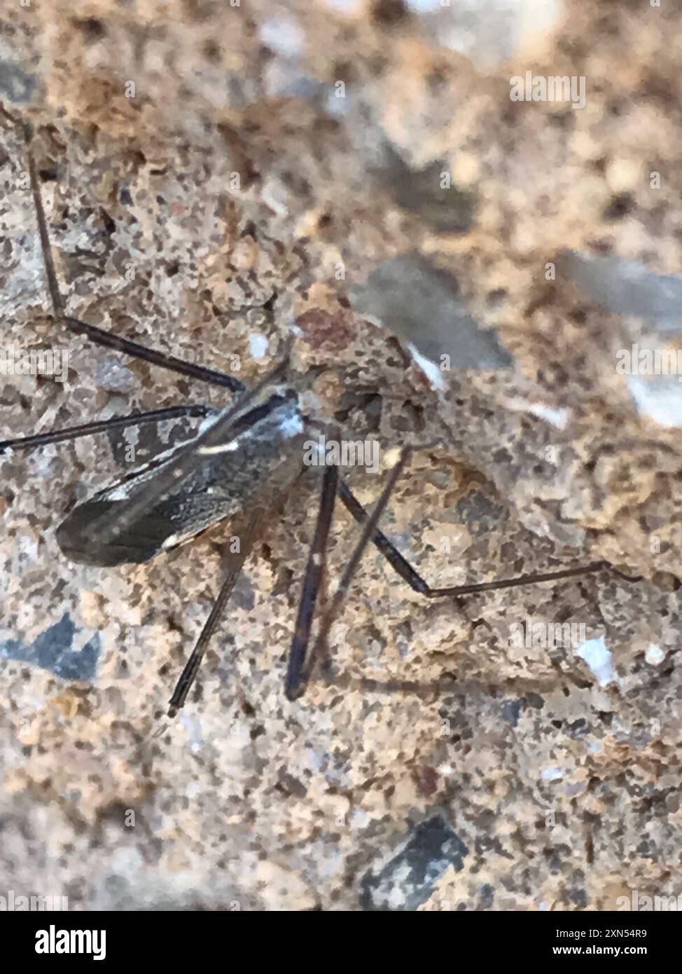 Four-spurred Assassin Bug (Zelus tetracanthus) Insecta Stock Photo - Alamy