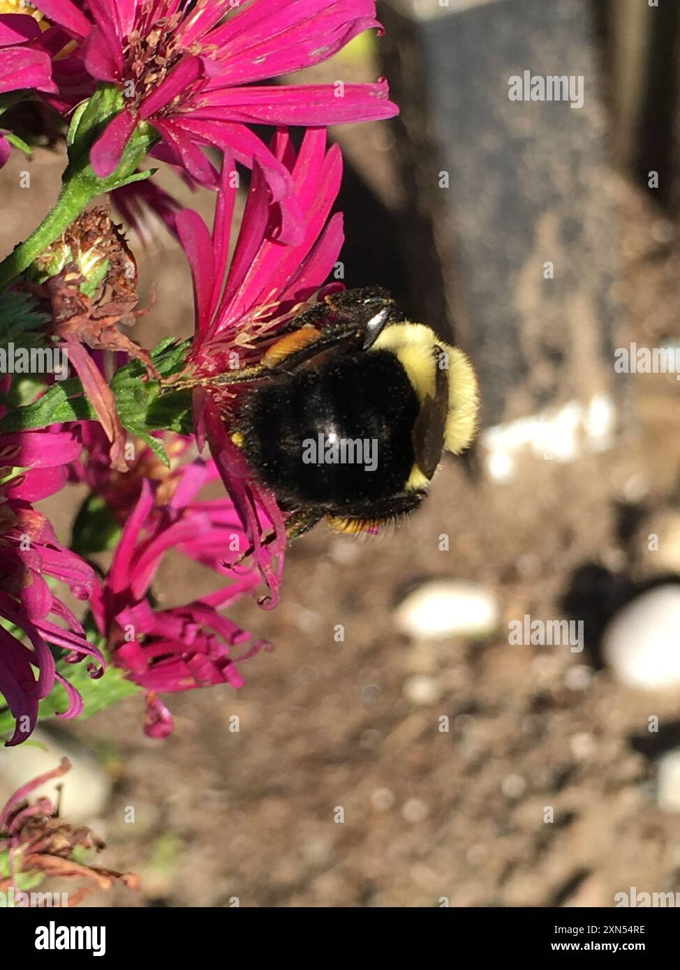 Common Eastern Bumble Bee (Bombus impatiens) Insecta Stock Photo - Alamy