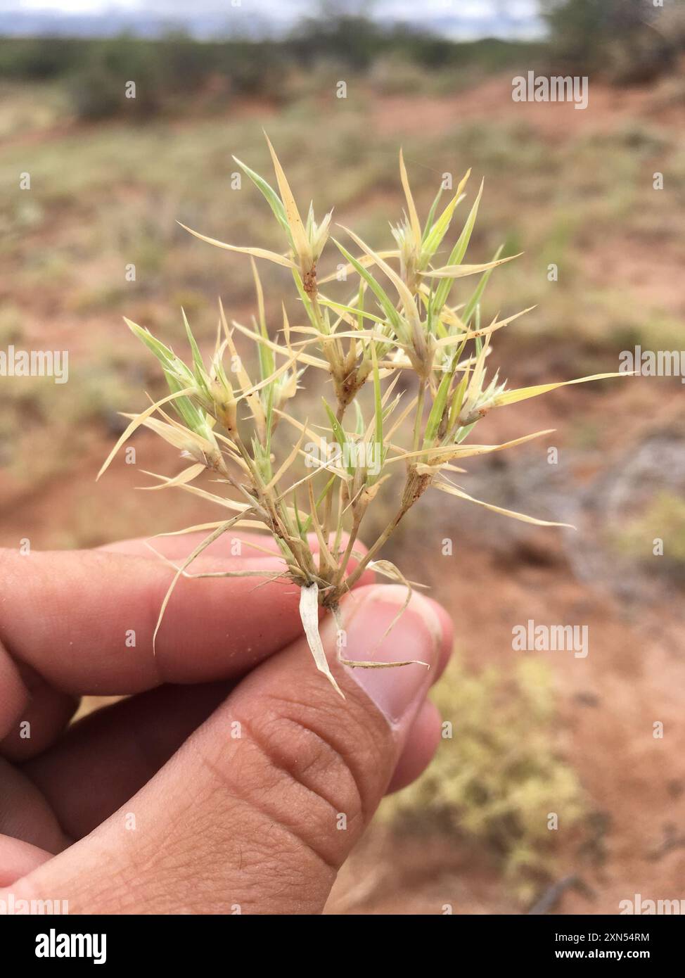 False Buffalograss (Munroa squarrosa) Plantae Stock Photo - Alamy