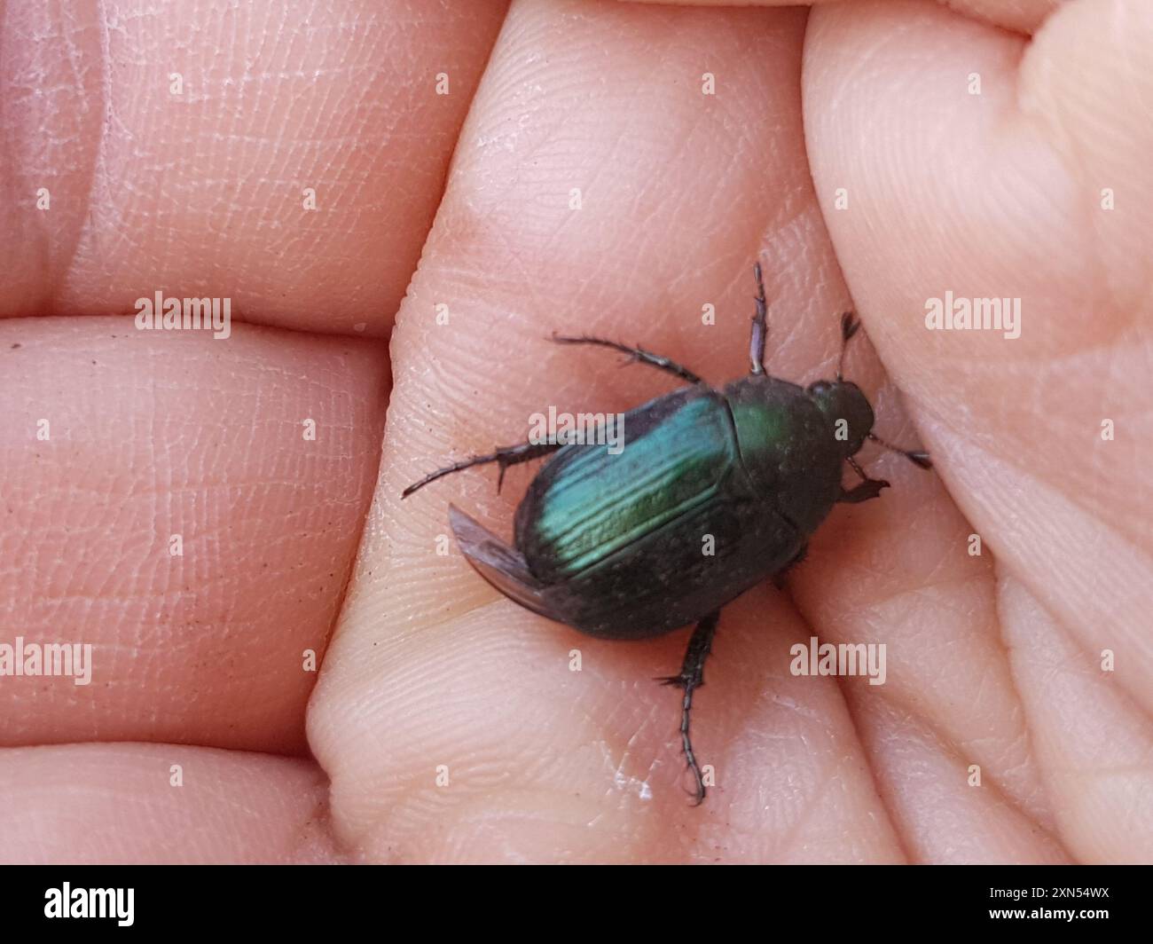 Dune Chafer (Anomala dubia) Insecta Stock Photo - Alamy