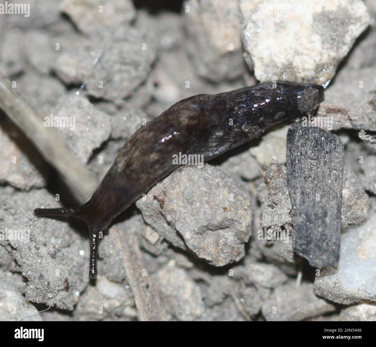 Common Land Snails and Slugs (Stylommatophora) Mollusca Stock Photo - Alamy
