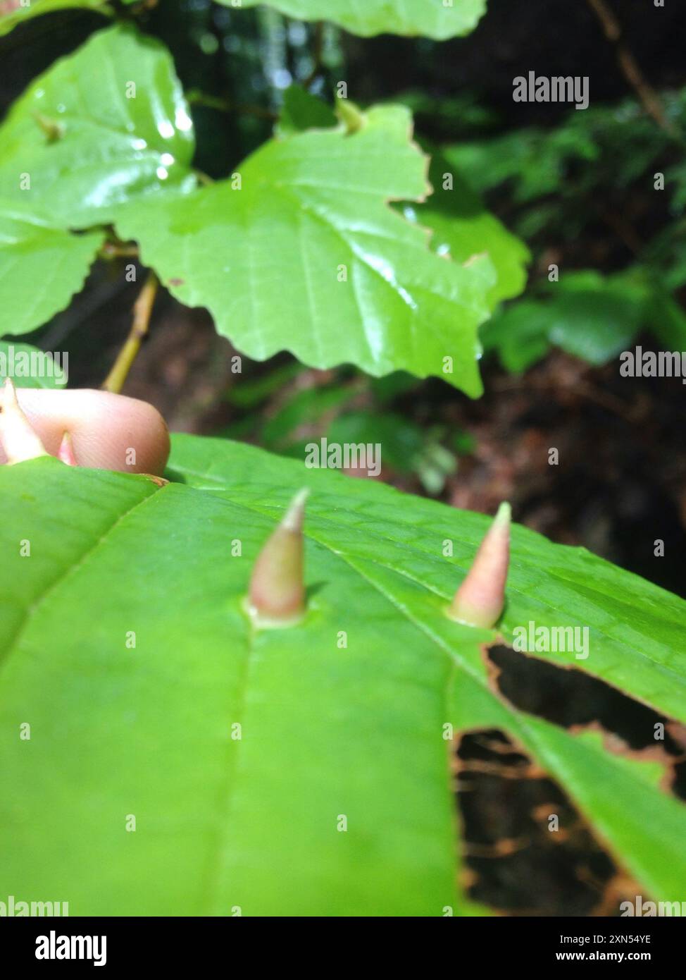 Witch-hazel Cone Gall Aphid (Hormaphis hamamelidis) Insecta Stock Photo ...