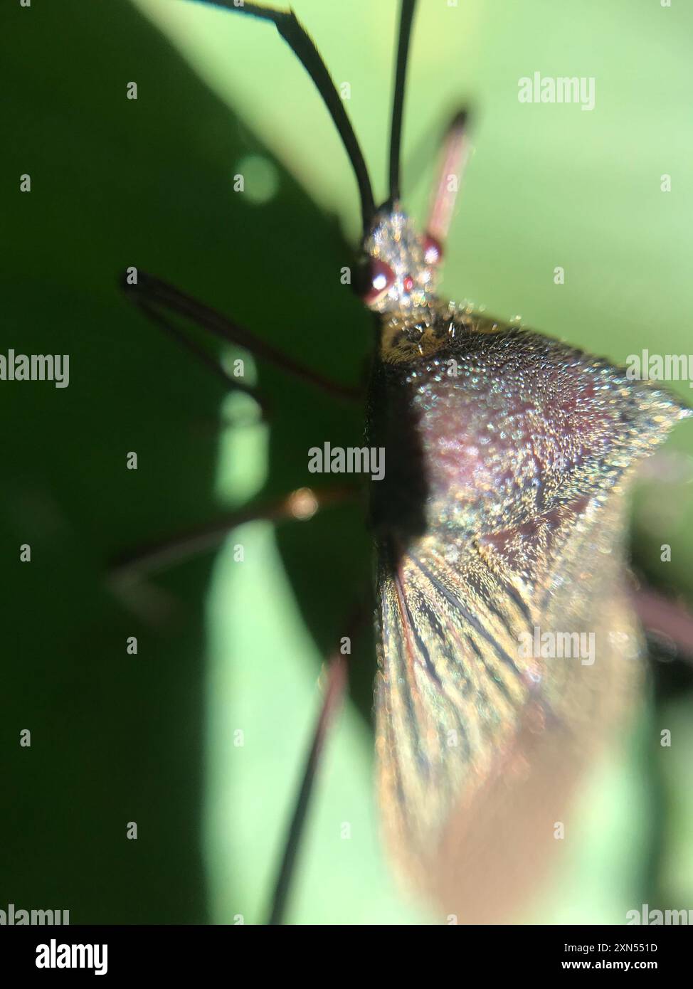 Spine-headed Bugs (Acanthocephala) Insecta Stock Photo - Alamy