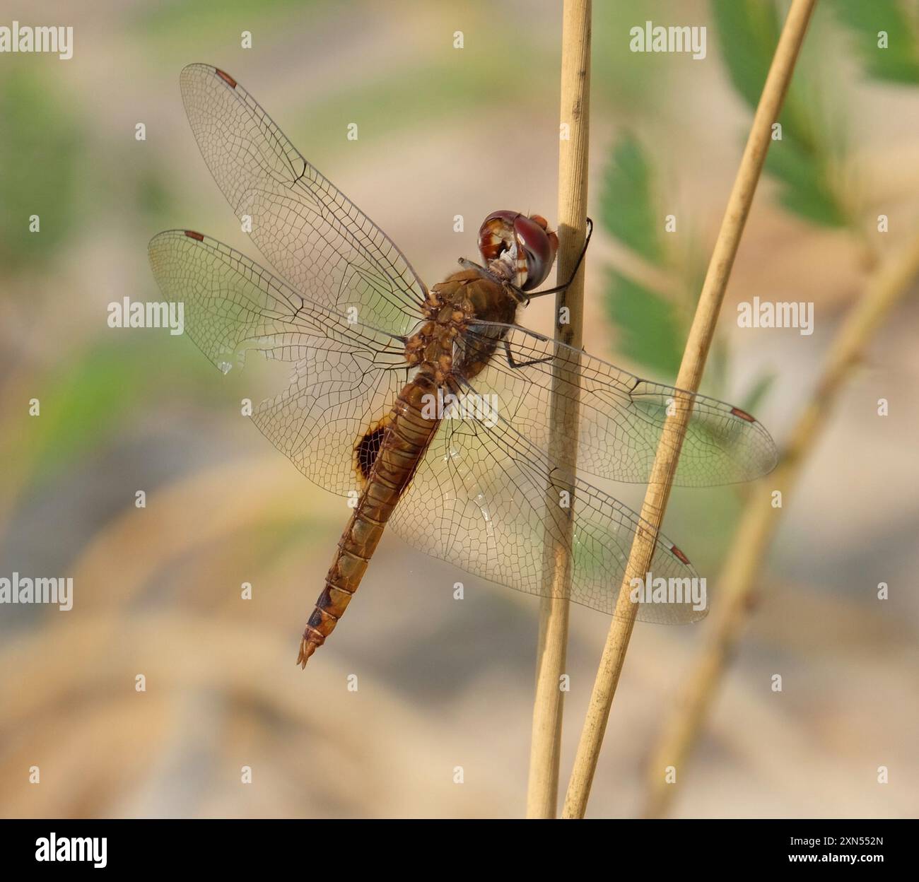 Spot-winged Glider (Pantala hymenaea) Insecta Stock Photo - Alamy