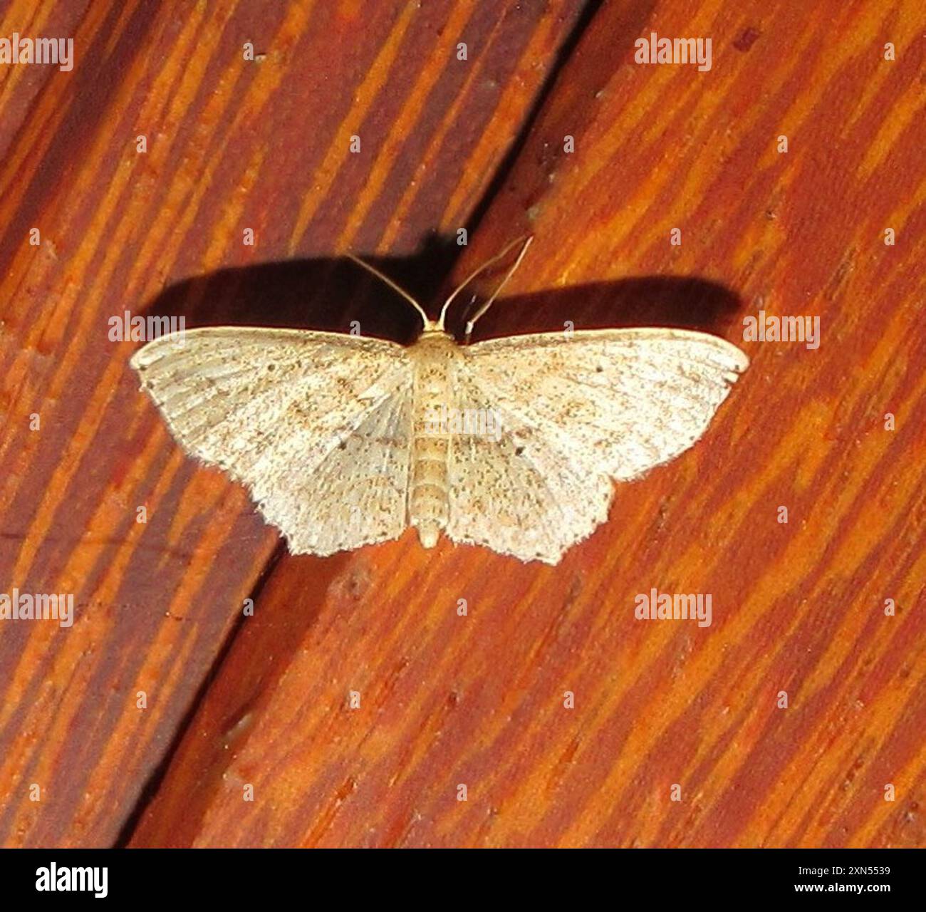 Geometer Moths (Geometridae) Insecta Stock Photo - Alamy