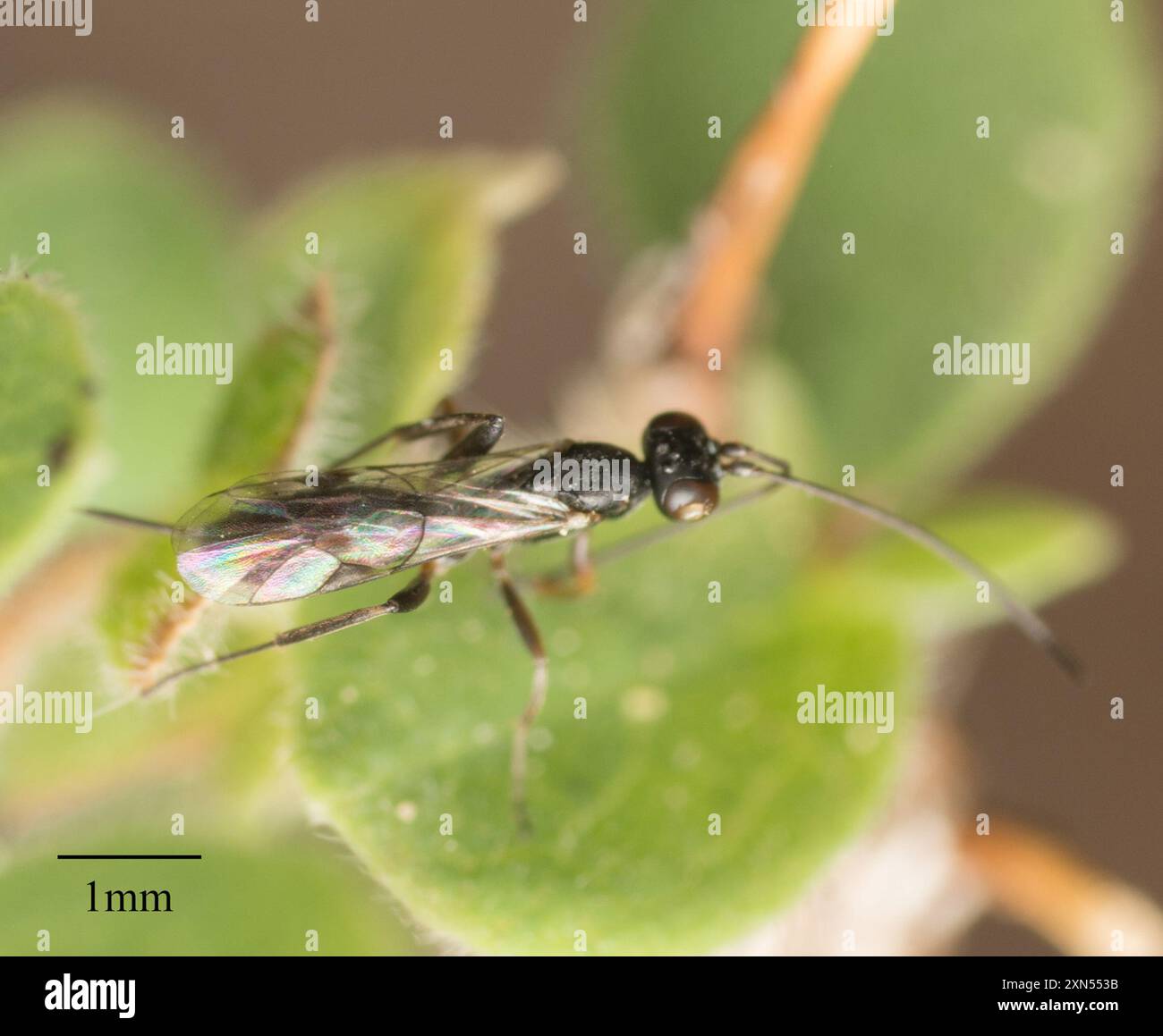 Ichneumonid Wasps (Ichneumonidae) Insecta Stock Photo - Alamy