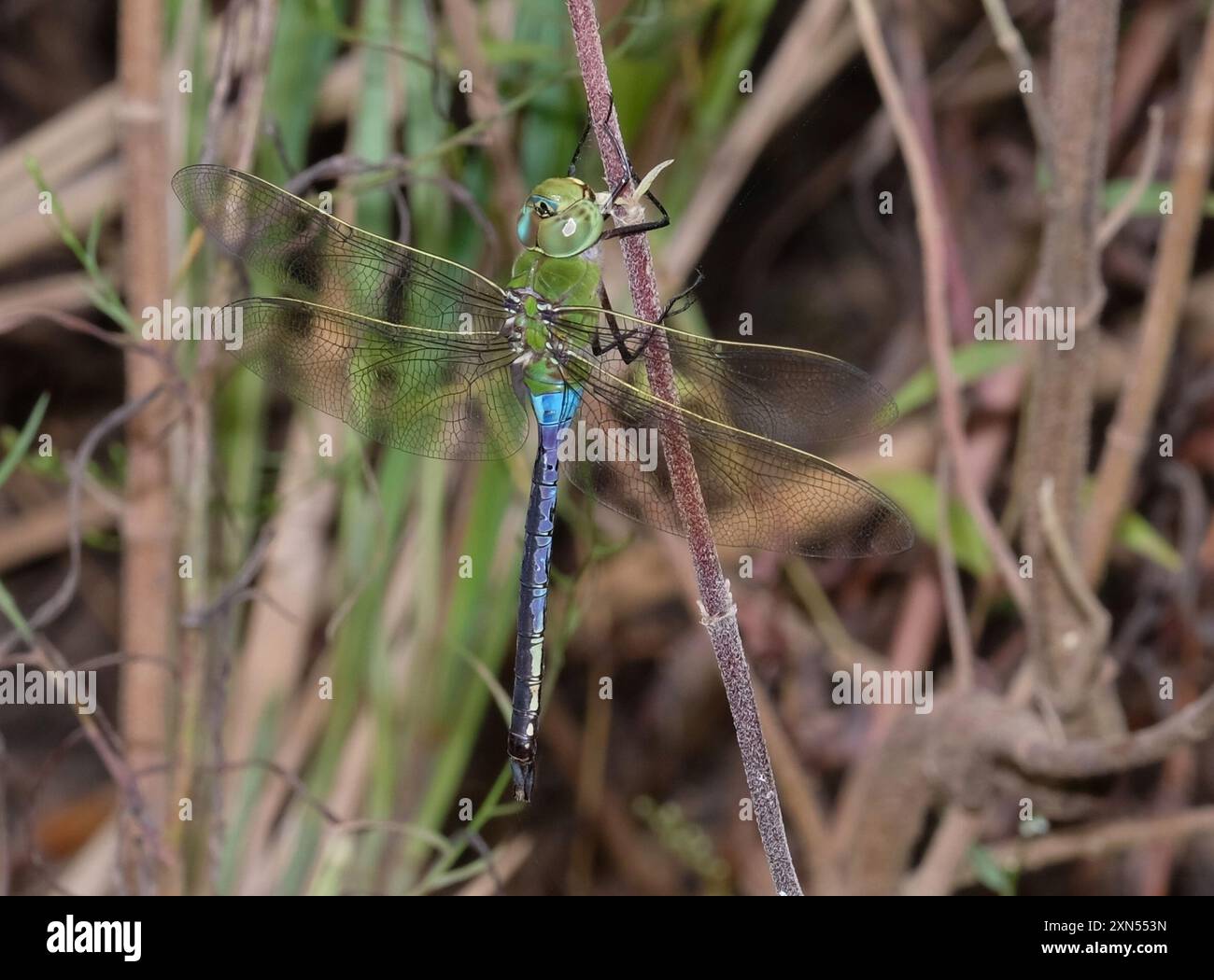 Common Green Darner (Anax junius) Insecta Stock Photo - Alamy