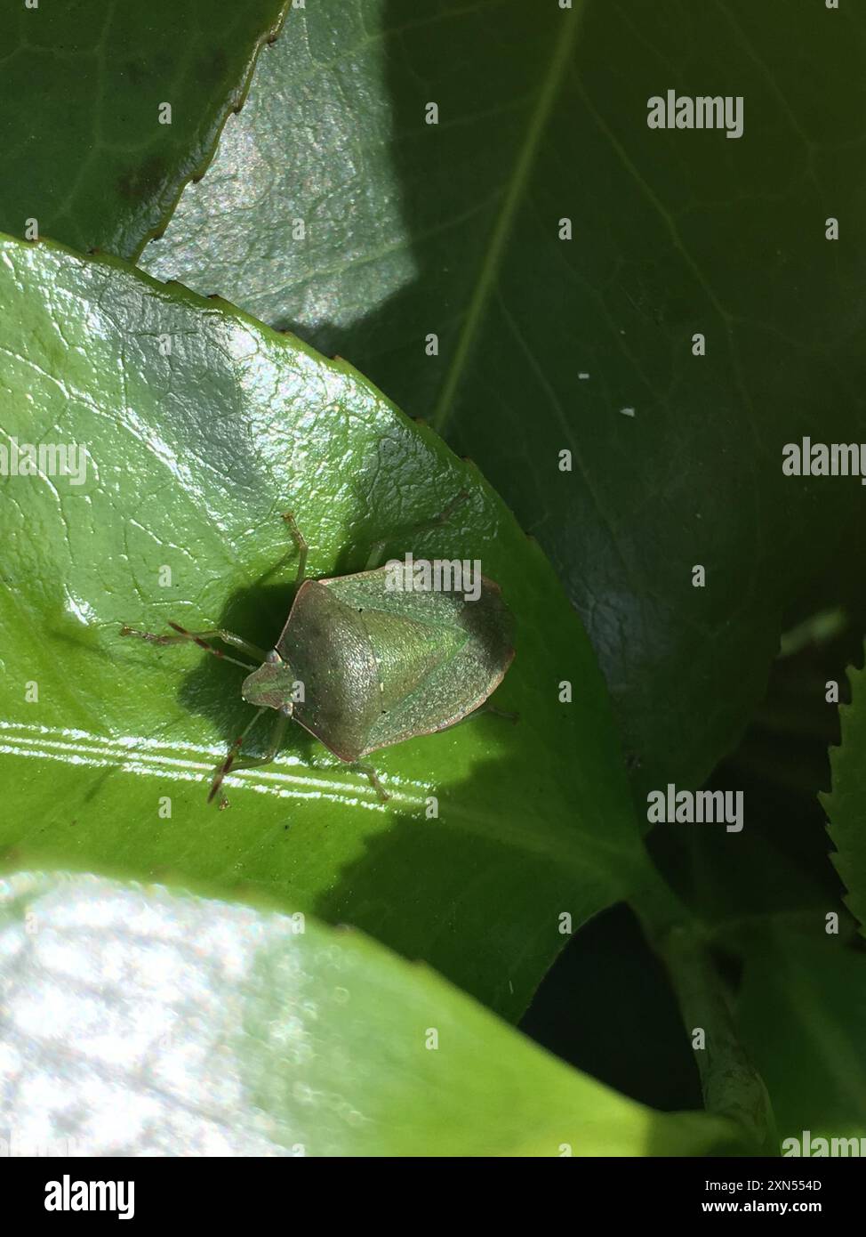 Southern Green Stink Bug (Nezara viridula) Insecta Stock Photo - Alamy