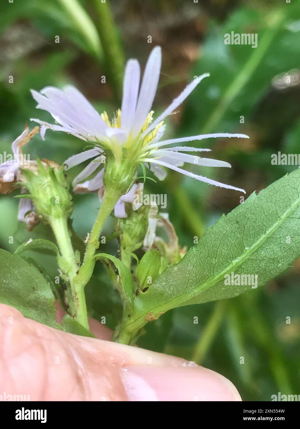 swamp aster (Symphyotrichum puniceum) Plantae Stock Photo - Alamy