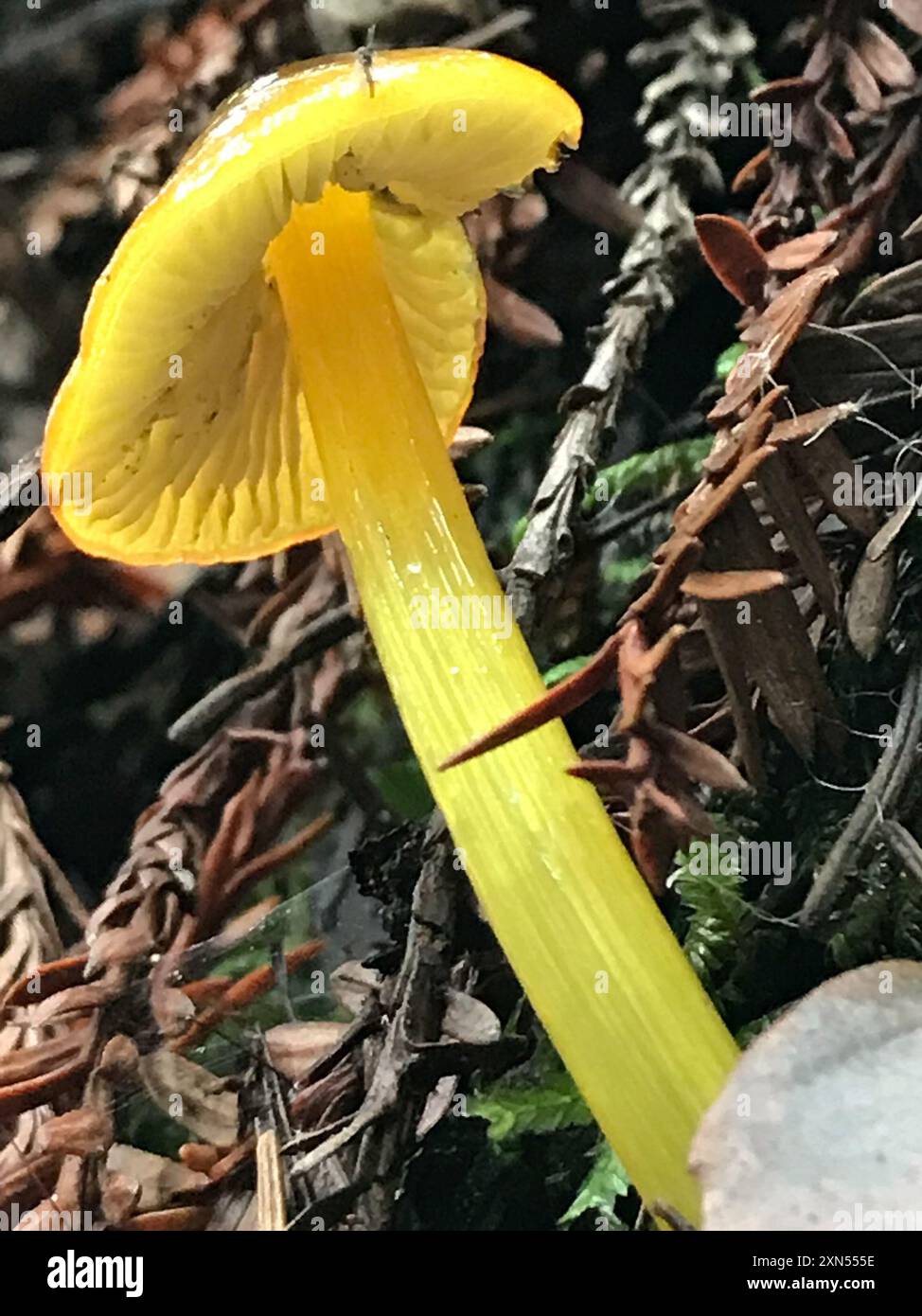Hygrocybe subsect. Hygrocybe (Hygrocybe) Fungi Stock Photo - Alamy