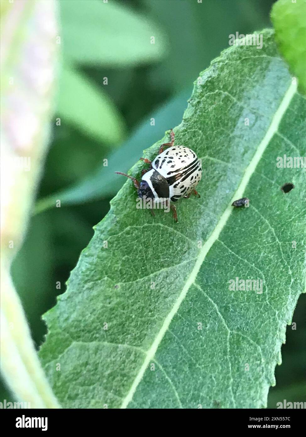 Common Willow Calligrapher Beetle (Calligrapha multipunctata) Insecta ...
